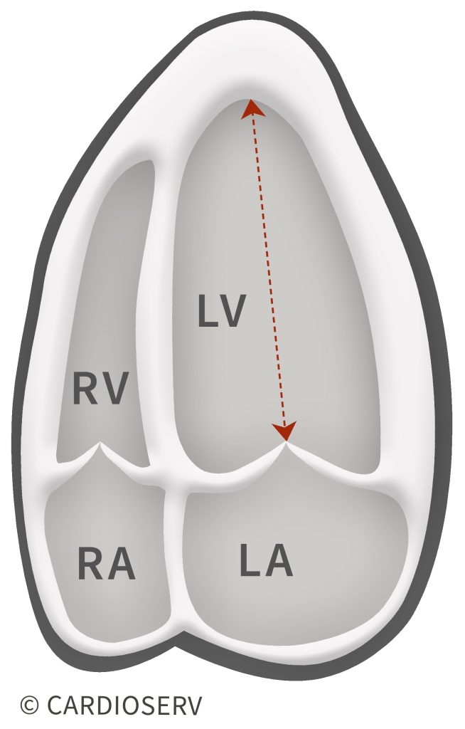 Calculating LVM via 2D Truncated Ellipsoid Method Cardioserv